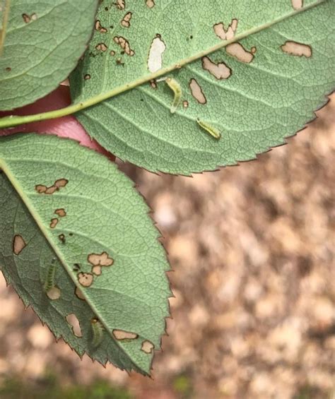Rose Slugs How To Identify And Eradicate Them Song Of Roses