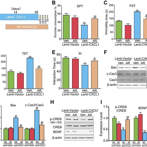 Cxcl1 Overexpression Activates The Apoptosis Pathway Attenuates