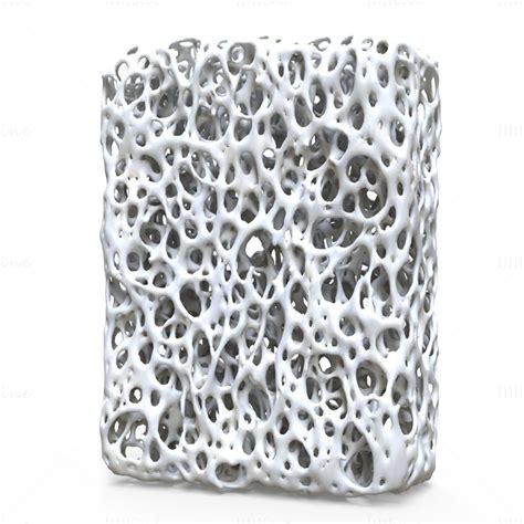 Bone Structure 3d Model