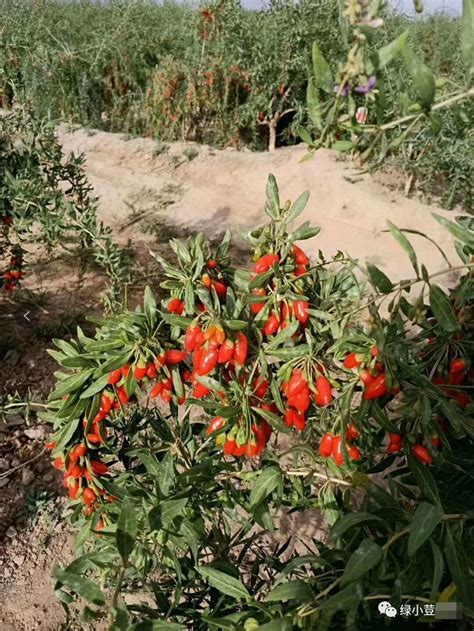 青海枸杞和宁夏枸杞的区别是什么？ 知乎