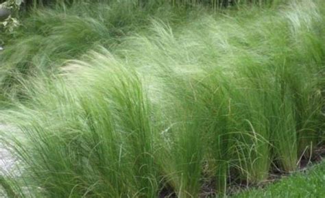 12 Ornamental Grasses To Bring Texture And Height To Your Garden Spaces