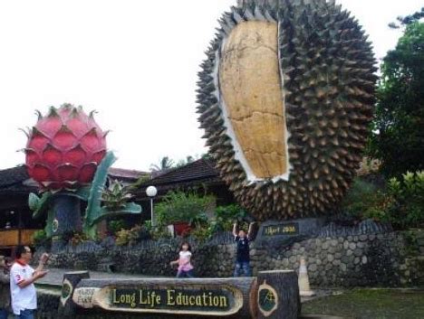 Wisata Warso Farm Surganya Pecinta Durian Di Kota Bogor