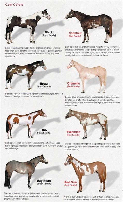 Pin On Caballos