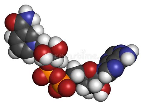 Nicotinamide Adenine Dinucleotide Nad Coenzyme Molecule Important Coenzyme In Many Redox