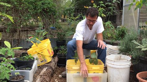 Propagate Fig Trees How To And Why Daddykirbs Farm