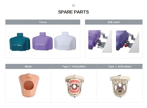 Phantomhead C4 Maplemodel Medical Model Factory In China
