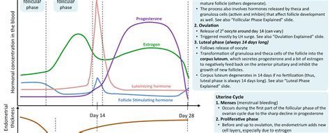 Women Who Have Sex At Least Once A Week Have More Regular Menstrual Cycles The Fact Base