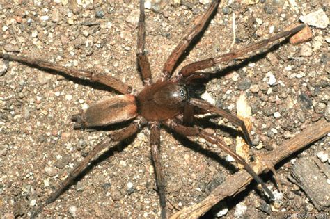 Česká Arachnologická Společnost Drassodes Lapidosus Walckenaer 1802 Skálovka žlutavá →