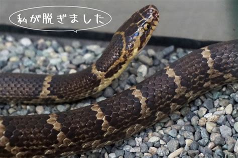 一点ものです