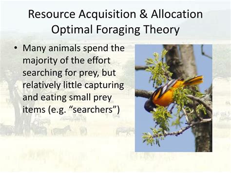 Ppt Resource Acquisition And Allocation Optimal Foraging Theory Powerpoint Presentation Id 1096927