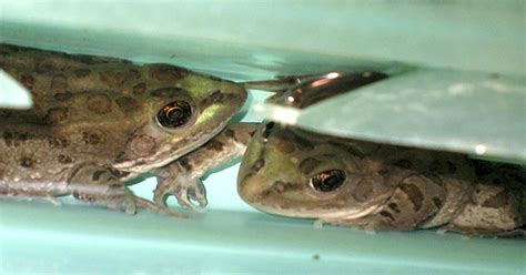 Colorado River No Longer Suitable For Some Amphibians But Conservation