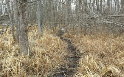 Deer Bedding Area Tactics Whitetail Habitat Solutions