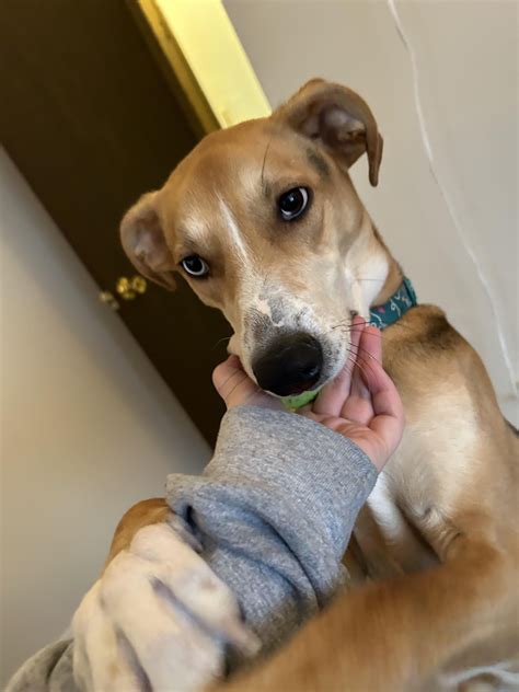 Jilly Bean Wants To Fetch So Bad But Wont Share The Ball R Notakeonlythrow