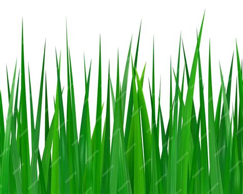 Seamless Green Grass Isolated On White Background Premium Vector