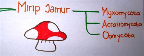 Dont Call Me Dewi Mind Map Protista