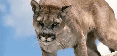 أسد جبلي يهاجم ضابطة شرطة ويسقطها أرضاً فيديو