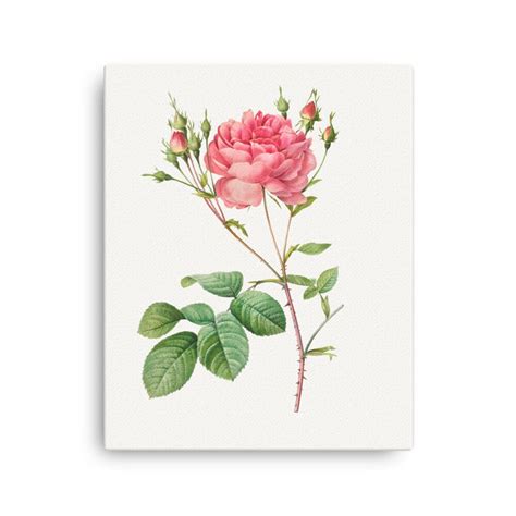 Rosa Centifolia Anglica Rubra By Pierre Joseph Redouté Canvas Art Print