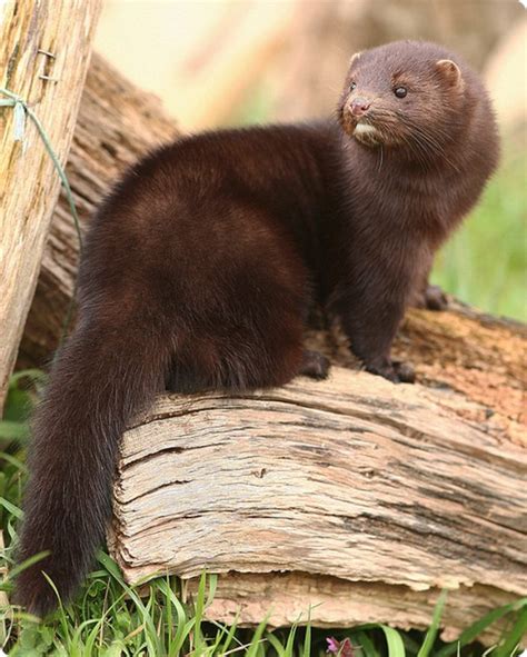 Shuba Wild Mink (41 zdjęć) co to jest, modele, recenzje