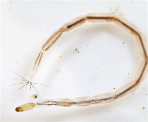 Biting Midge Larva Bugguide Net