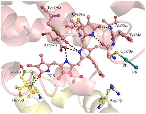 Coordination Of A Dirhodiumii Center To Methionine And Cysteine Side