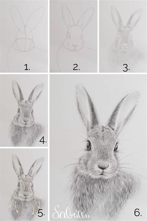 Hase zeichnen mit Bleistift Schritt für Schritt Anleitung