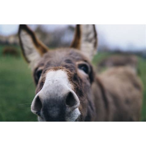 Natur Pur Nahaufnahme Eines Niedlichen Esels Von Carlo Leinwandbild