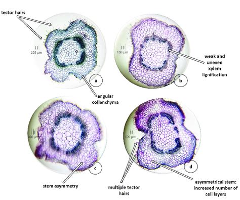 ­ Epicotyl Cross­section From O Basilicum Italiano Classico