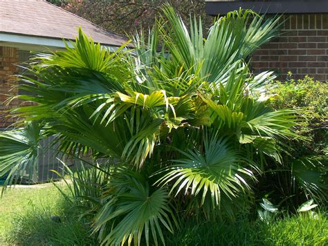Livistona Chinensis Chinese Fan Palm Cold Hardy Palm Trees