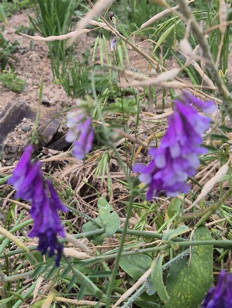 꽃이야기 요즘 보이는 노란꽃 And 보라색꽃 Daum 카페