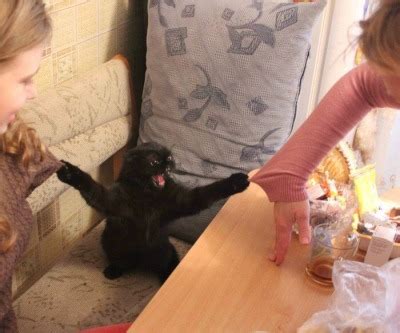 Me Trying To Connect Seretonin Molecules To My Neu Tumbex