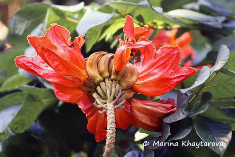 Trees of Tropical Asia - Spathodea campanulata