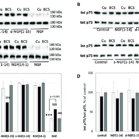 Effect Of Ngf1 14 Peptides On Internalization Of Trka And P75