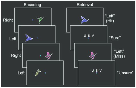 Experimental Paradigm Left During Encoding Participants Viewed