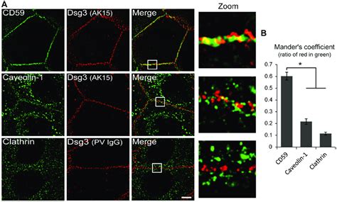 Dsg3 Colocalizes With Raft Markers At Cell Cell Borders A After