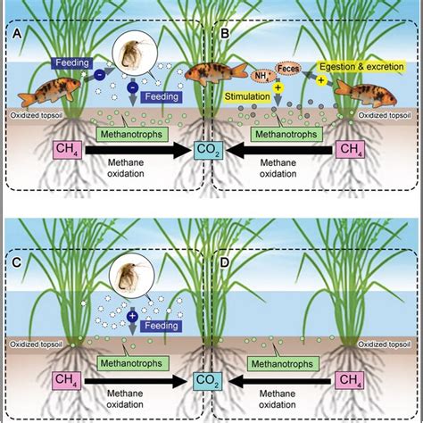 Methane Emission And Oxidation And Soil Methanogens And Methanotrophs