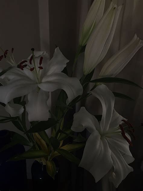 Flower White Lily Flower Vintage Flowers Wallpaper Flower Aesthetic