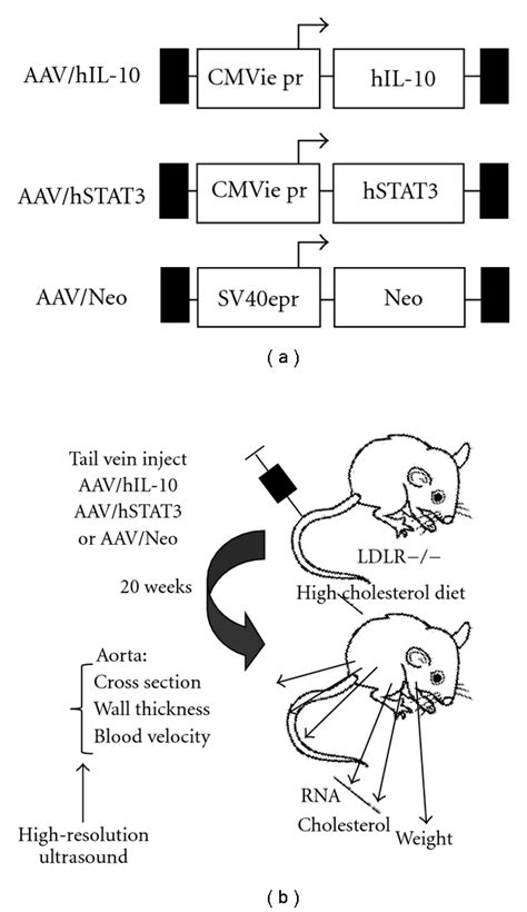 Structure Of Aav Vectors And Experimental Scheme A Shows The Basic