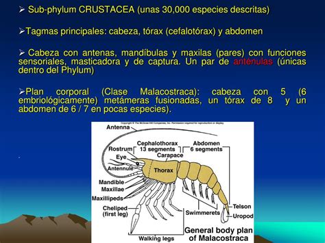 Ppt Sub Phylum Crustacea Unas 30 000 Especies Descritas Powerpoint Presentation Id 6150752