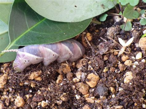 土に潜ったシモフリスズメの幼虫 ぶらり自然散策 楽天ブログ