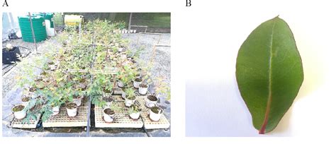 Figure 1 From Detecting Nutrient Deficiencies In Eucalyptus Grandis