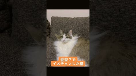 【おもしろ猫】クールな髪型でイメチェンした猫 Shorts 猫 Cat 動物（犬・猫 他色々）【まとめ動画】