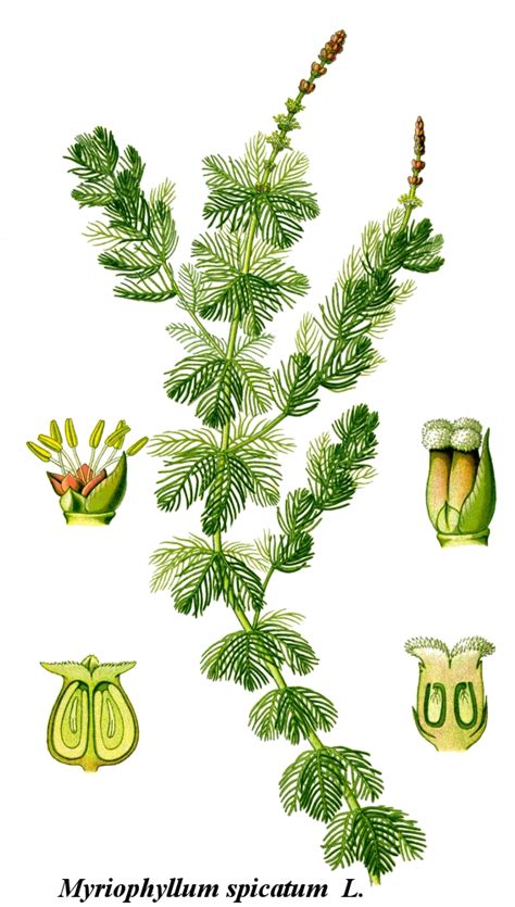 Haloragaceae Wikipedia