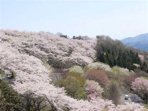 桜山公園の桜 ー 営業時間・場所・地図等の情報 まっぷるウェブ