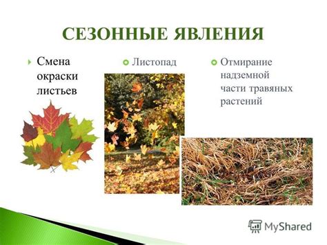 Презентация на тему Какая особенность бамбука сделала его орудием