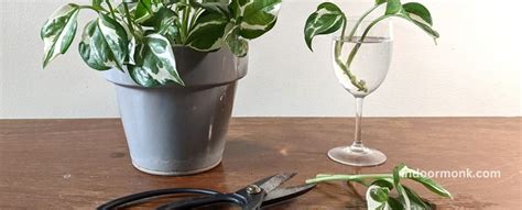 Propagating Pothos How To Propagate A Pothos Indoor Monk