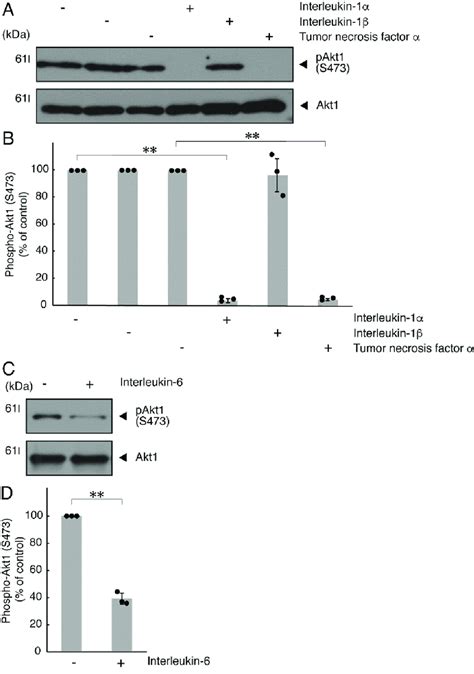 Tnfα Or Il 6 Inhibits Phosphorylation Of Akt Kinase Ab Cells Were