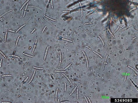 Fusarium Damping Off Fusarium Solani