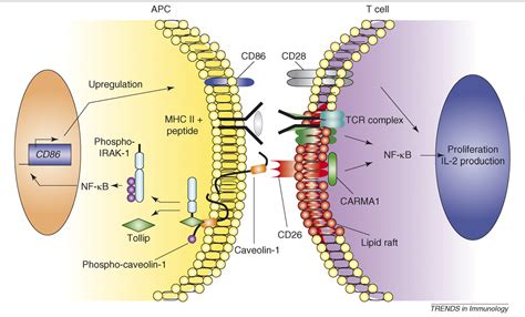 Figure 3 From Revisiting An Old Acquaintance Cd26 And Its Molecular