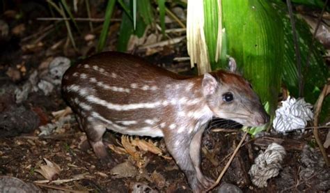 La Jornada Maya Yucatán Cecilia Abreu Tepezcuintle Especie