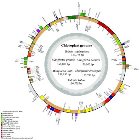 Structural Map Of The Six Chloroplast Genomes Of Magnoliaceae Species